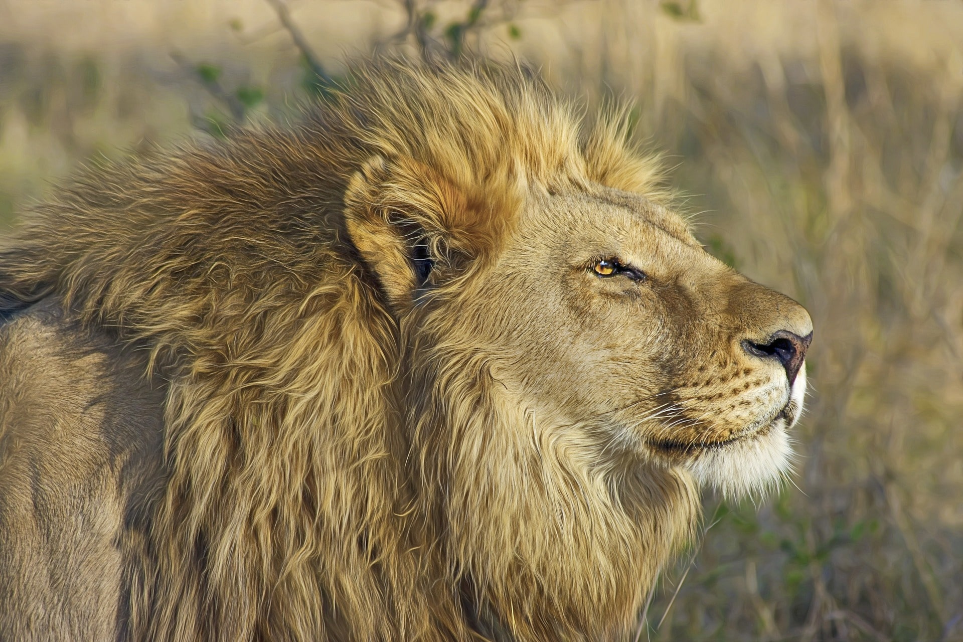 lion-website | Kichaka Tours and Travel